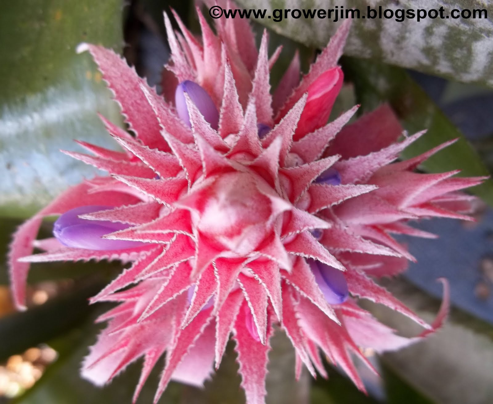 Garden Adventures: Aechmea fasciata