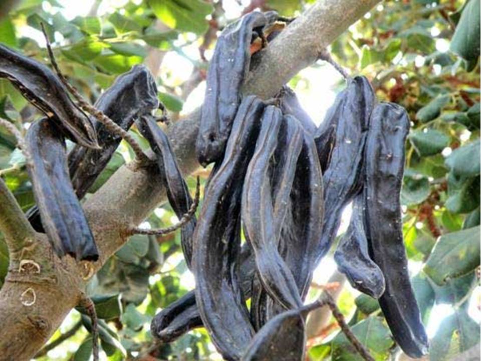 Traditions Here and There: Karamelli tal-Harrub or Carob Sweets