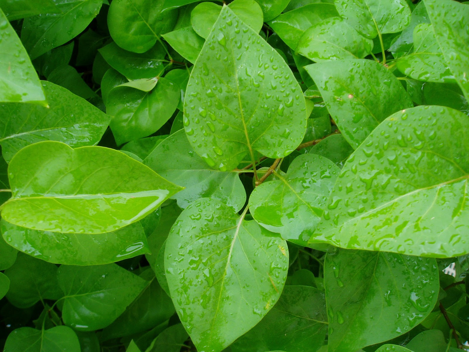 LILO: Syringa vulgaris | Plantas rioMoros