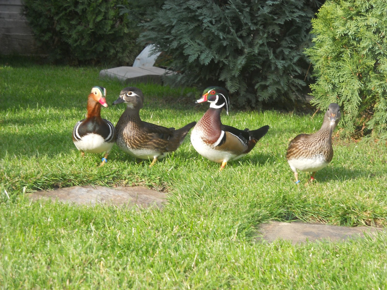 fazani ornamentali si pauni: RATE MANDARINE SI CAROLINE