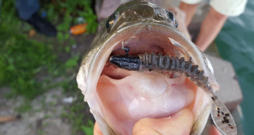 Pesca ao Achigã ( defeso de 15 Março até 15 de Maio )