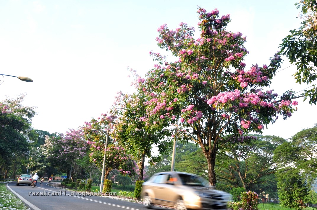 Fotografi merakam sejarah: Pokok Bunga Bongor sedang berbunga.