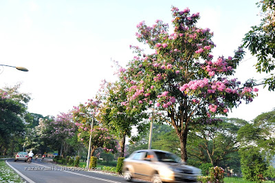 Fotografi merakam sejarah: Pokok Bunga Bongor sedang berbunga.