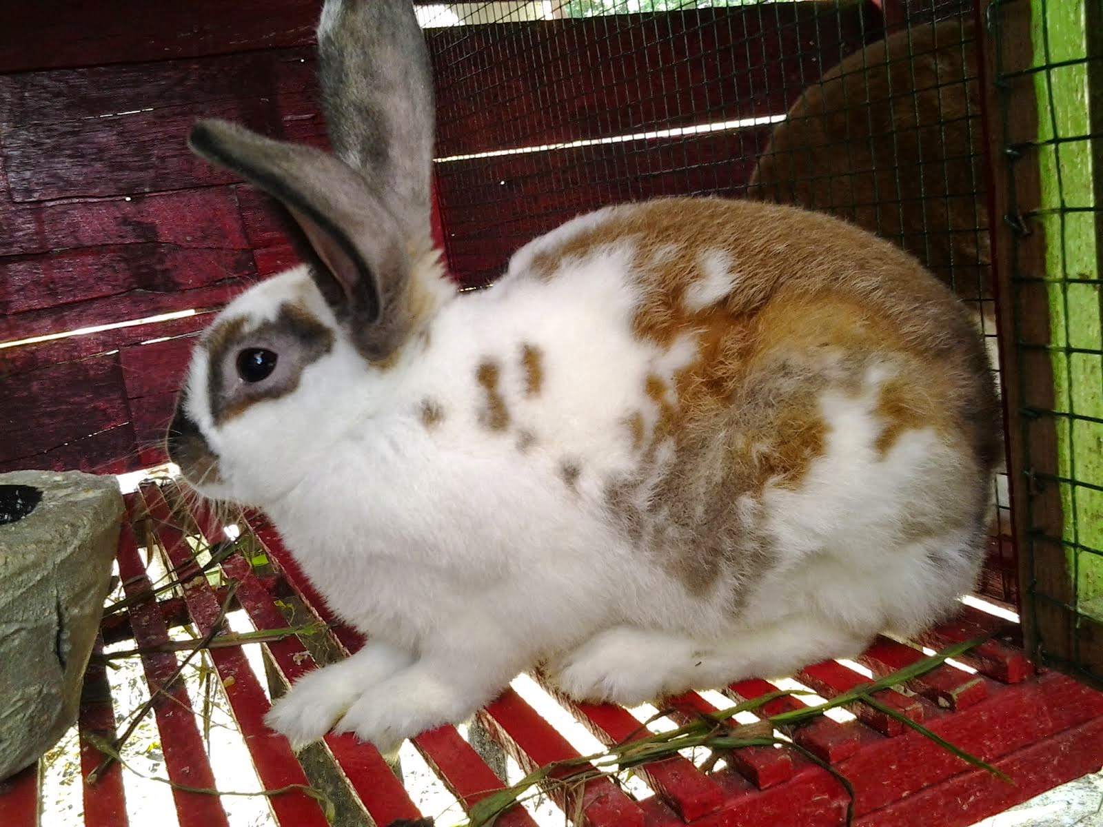 KELINCI &.IKAN KONSUMSI - USAHA MANDIRI: Maret 2013