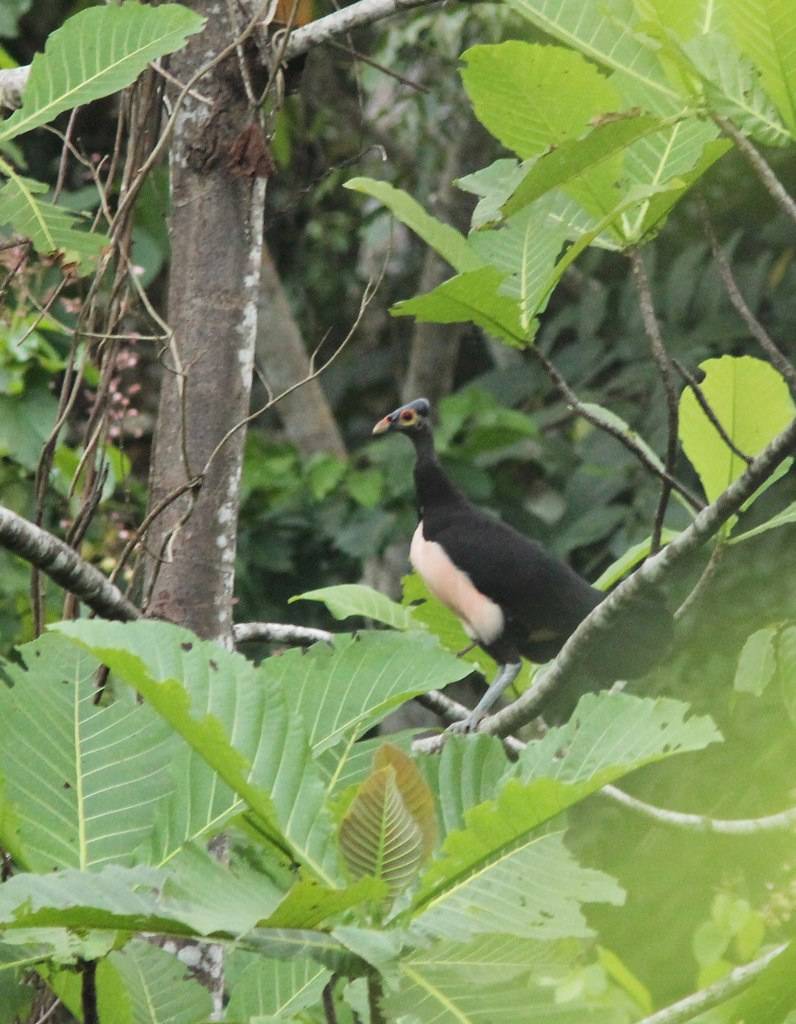 Maleo - The Bird That Can Fly The Moment it Hatches | The Ark In Space