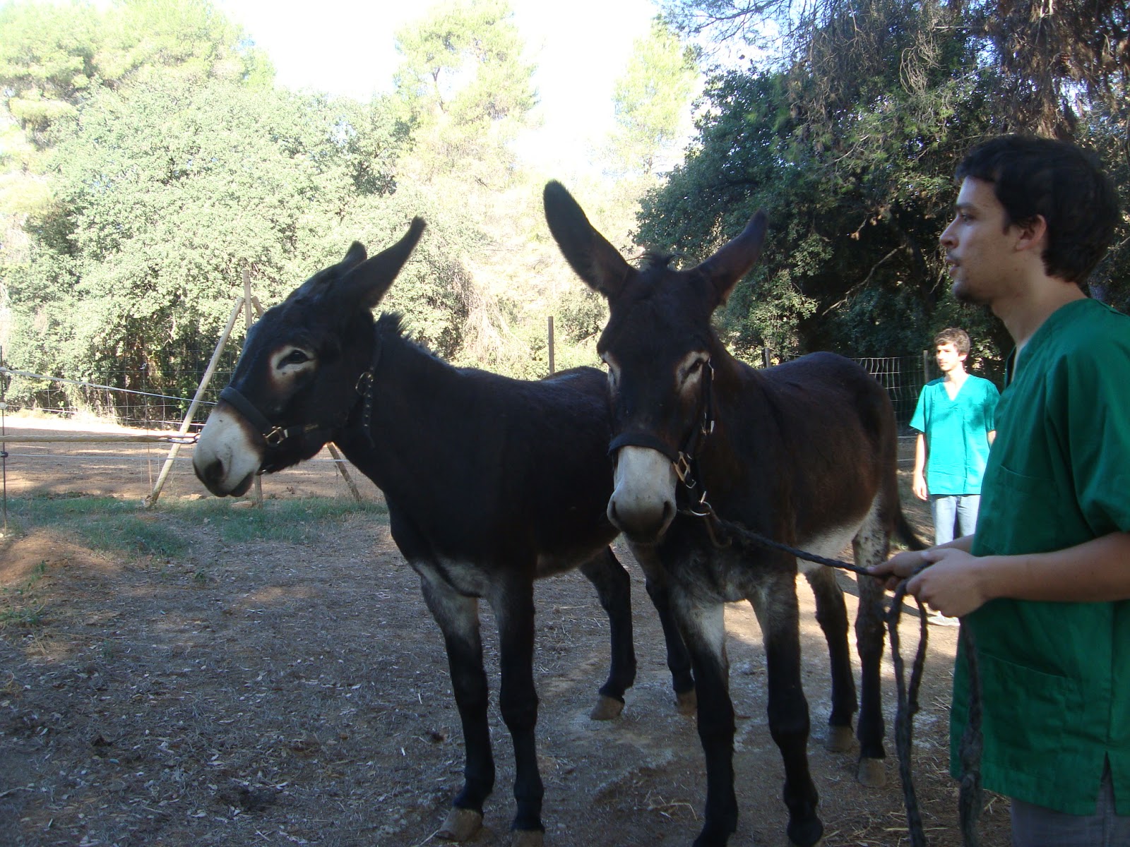 CATALONIAN DONKEYS' REPRODUCTION AT AUTONOMOUS UNIVERSITY OF BARCELONA ...