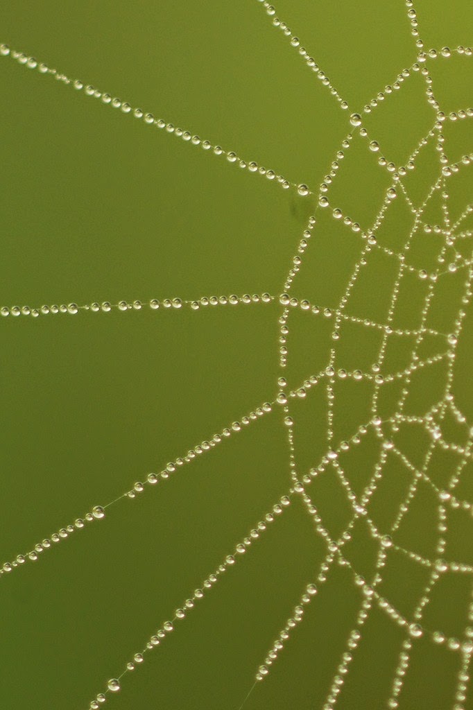 Matt's Photos: Cobwebs in the Dew