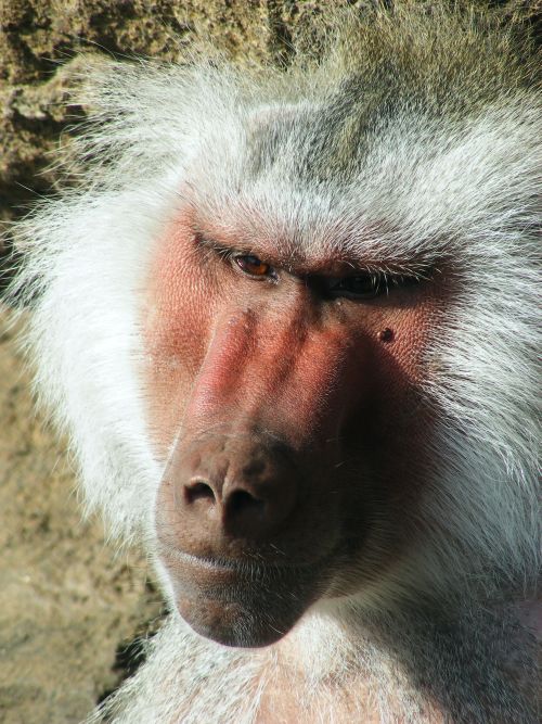 The Prancing Papio: Hamadryas Baboons: Who's Who At The Prospect Park Zoo