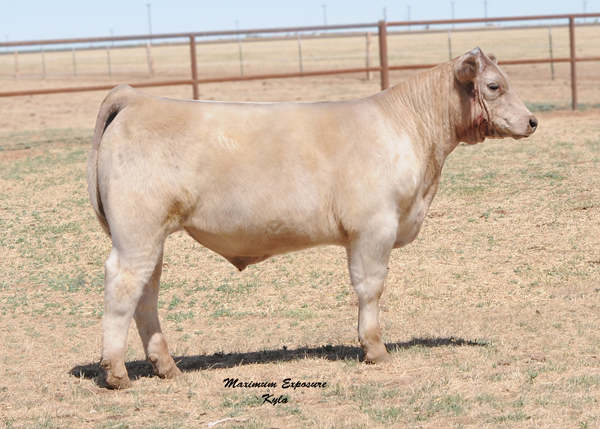 Lautner Farms: Brian Martin Cattle Company on-line Sale April 15-16th ...