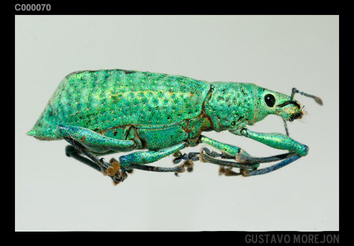 Coleoptera de Ecuador: Compsus sp. C000070