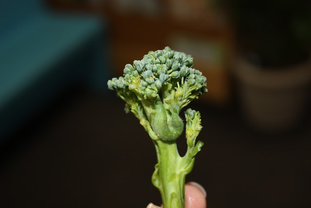 Mrs. Atkin's Kindergarten: Environmental Print and Broccoli From the Garden