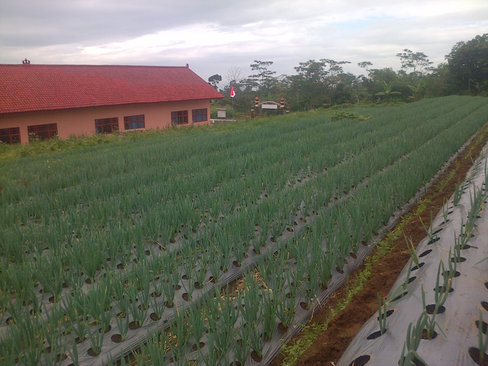 BUDIDAYA PERTANIAN: budidaya bawang daun