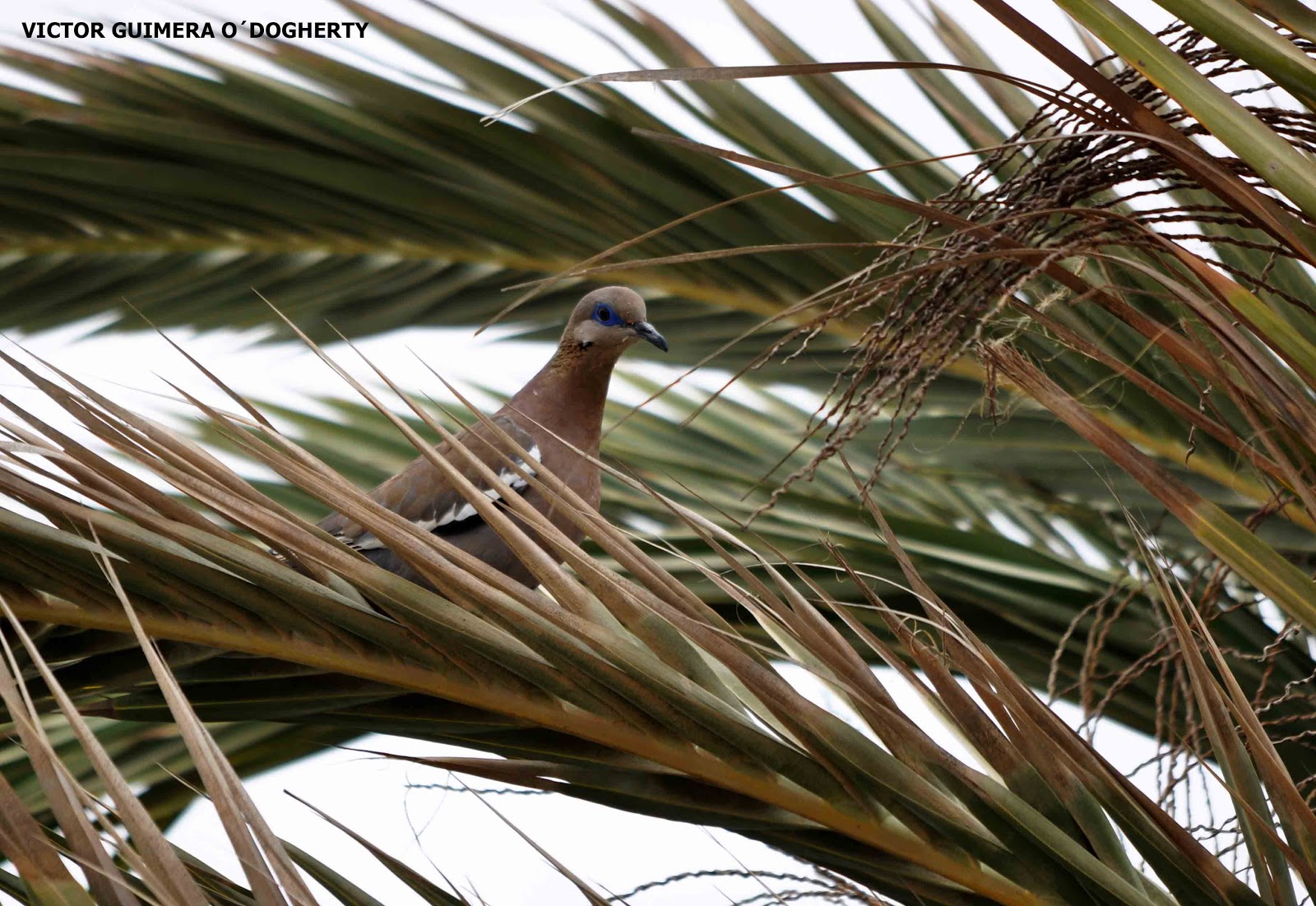 Mis imágenes de aves: MAS FOTOS DE LA ZENAIDA PERUANA