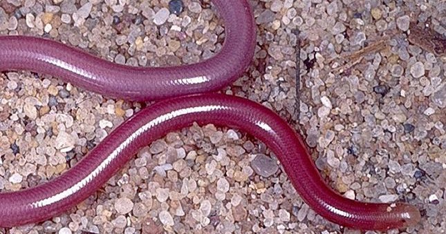Species New to Science: [Herpetology • 2017] Worms in the Sand ...