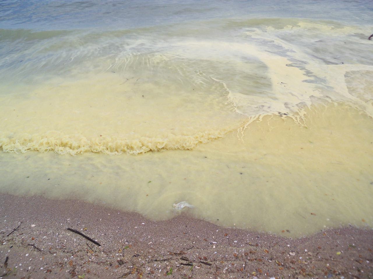 A View from the Beach: Peak Pollen at the Beach