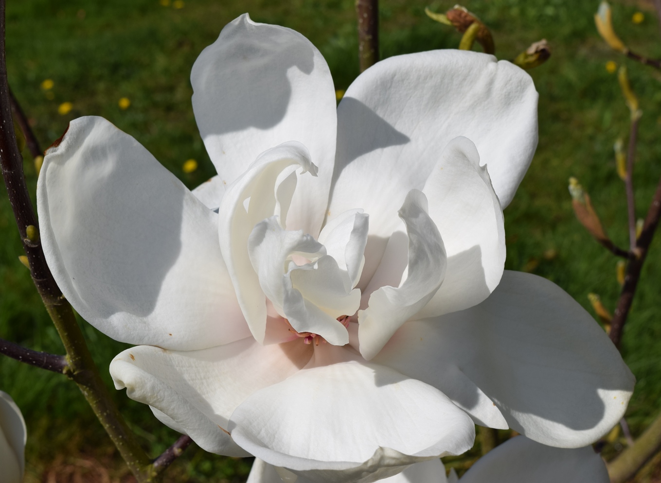 John Grimshaw's Garden Diary: Cherry Tree Arboretum