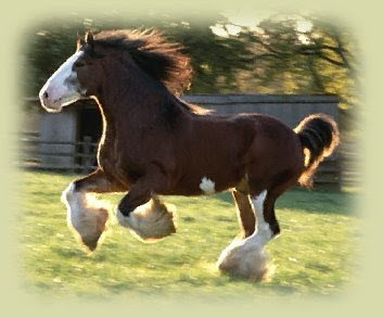 Konie i kuce: Koń Shire