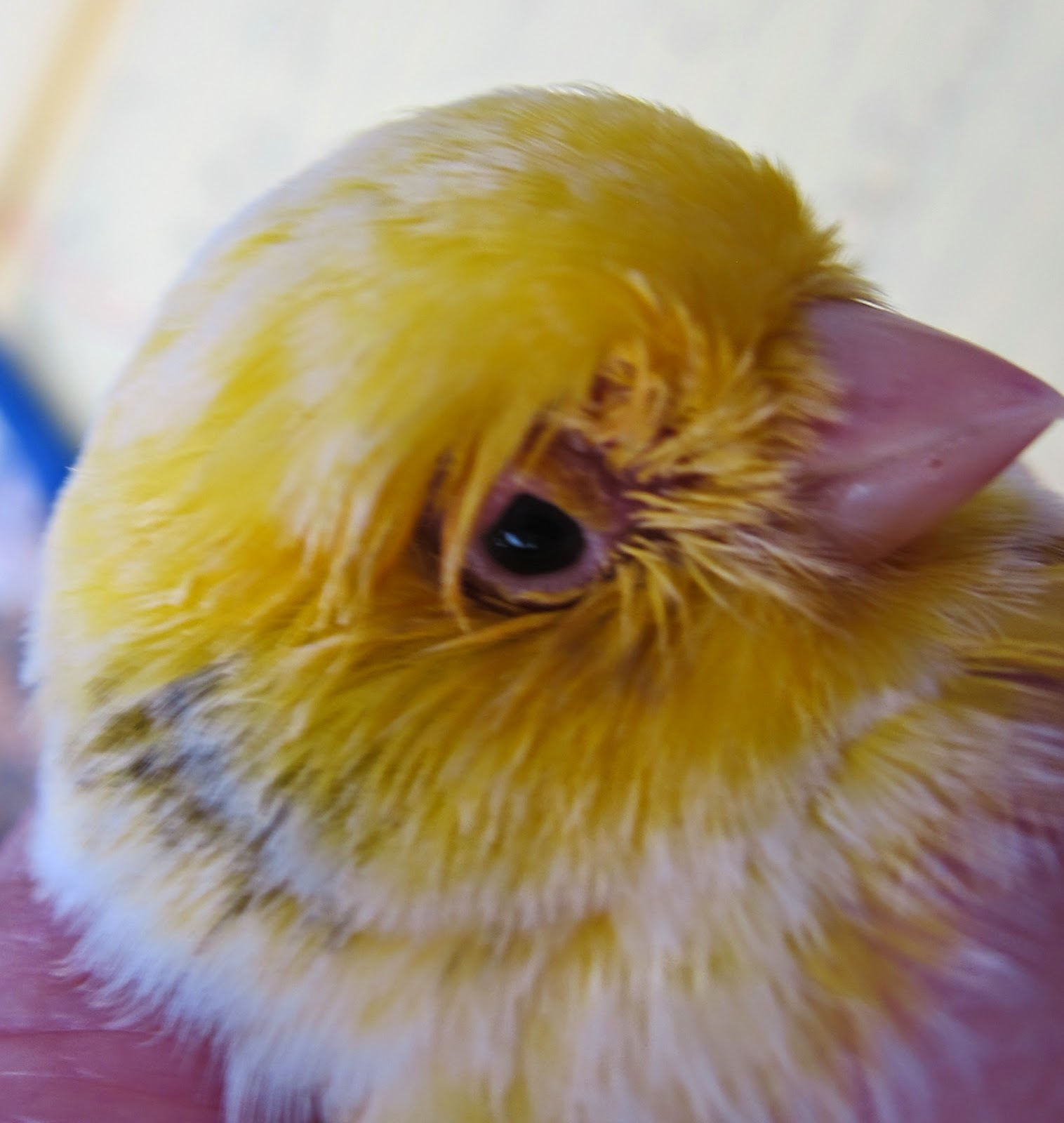 Canary Tales: Eye Problem - Not Again - Part 1