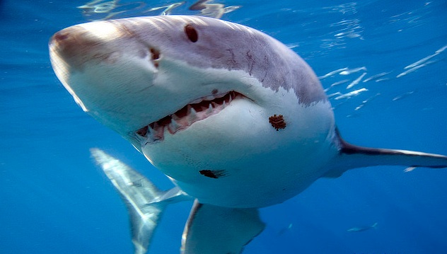 Shark Fish Facts And Latest Pictures 2013 | Beautiful And Dangerous ...