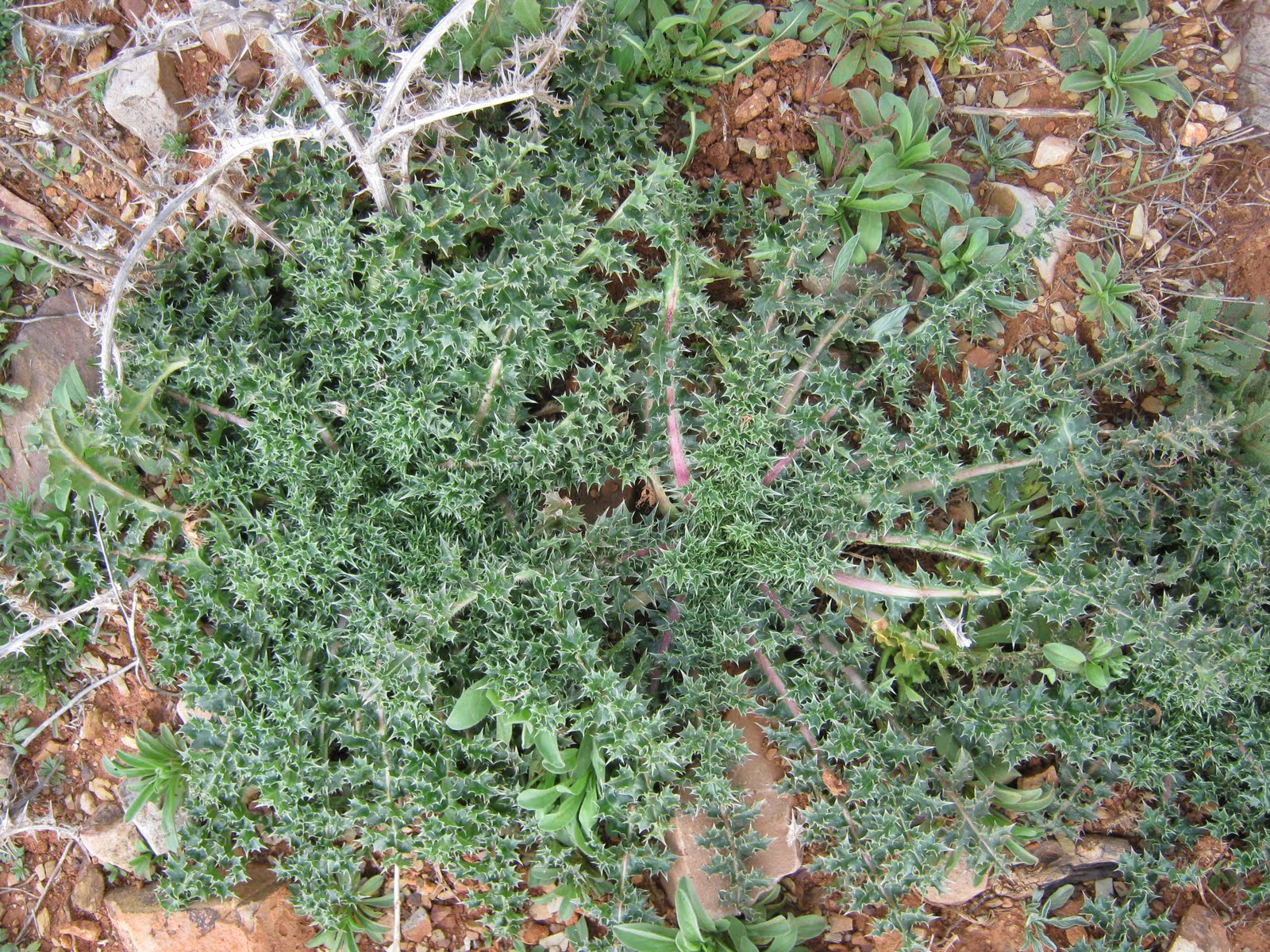 castellardesantiago.org: Cardillos