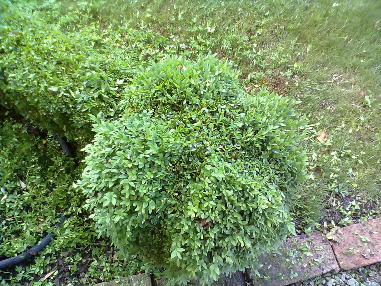 Rachel the Gardener: How to cut a Box ball