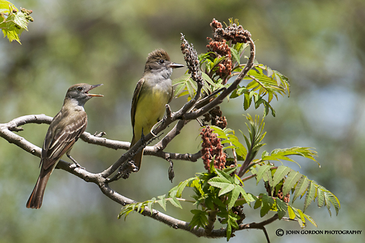 John Gordon/Listening to Birds: Point Pelee Day 2