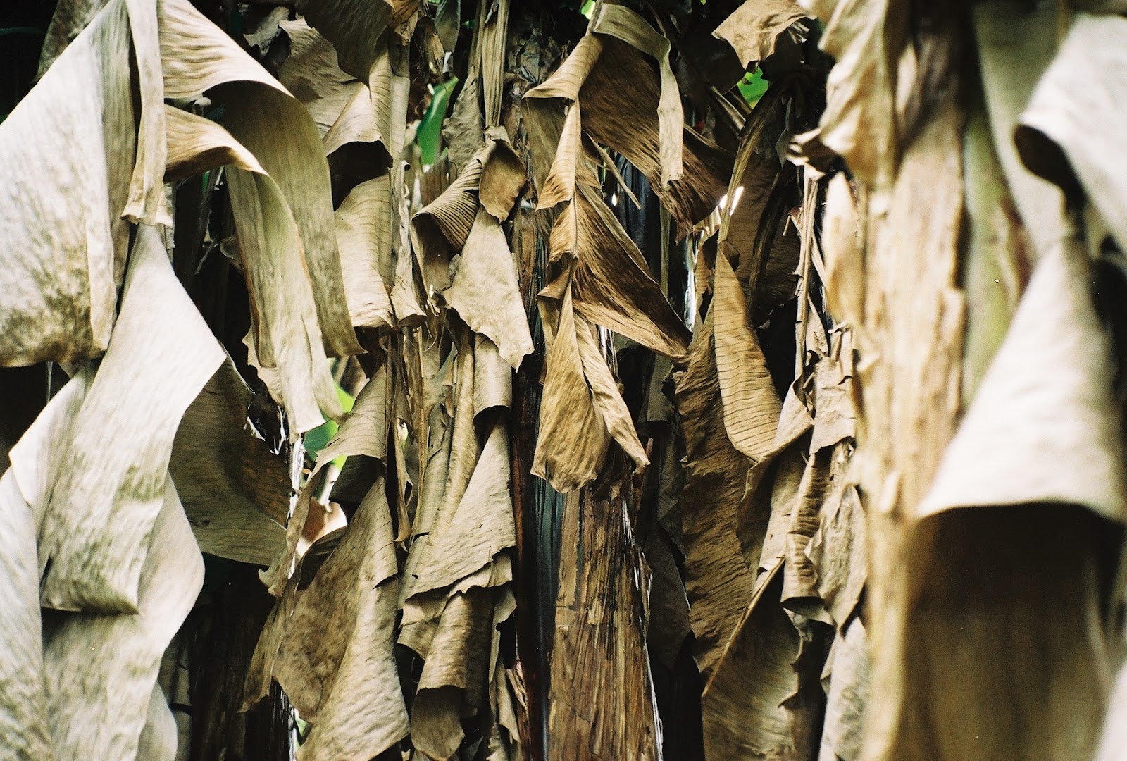 be great.: Finding 'life colors" with Mr.Izukura: Hilo (7/31)