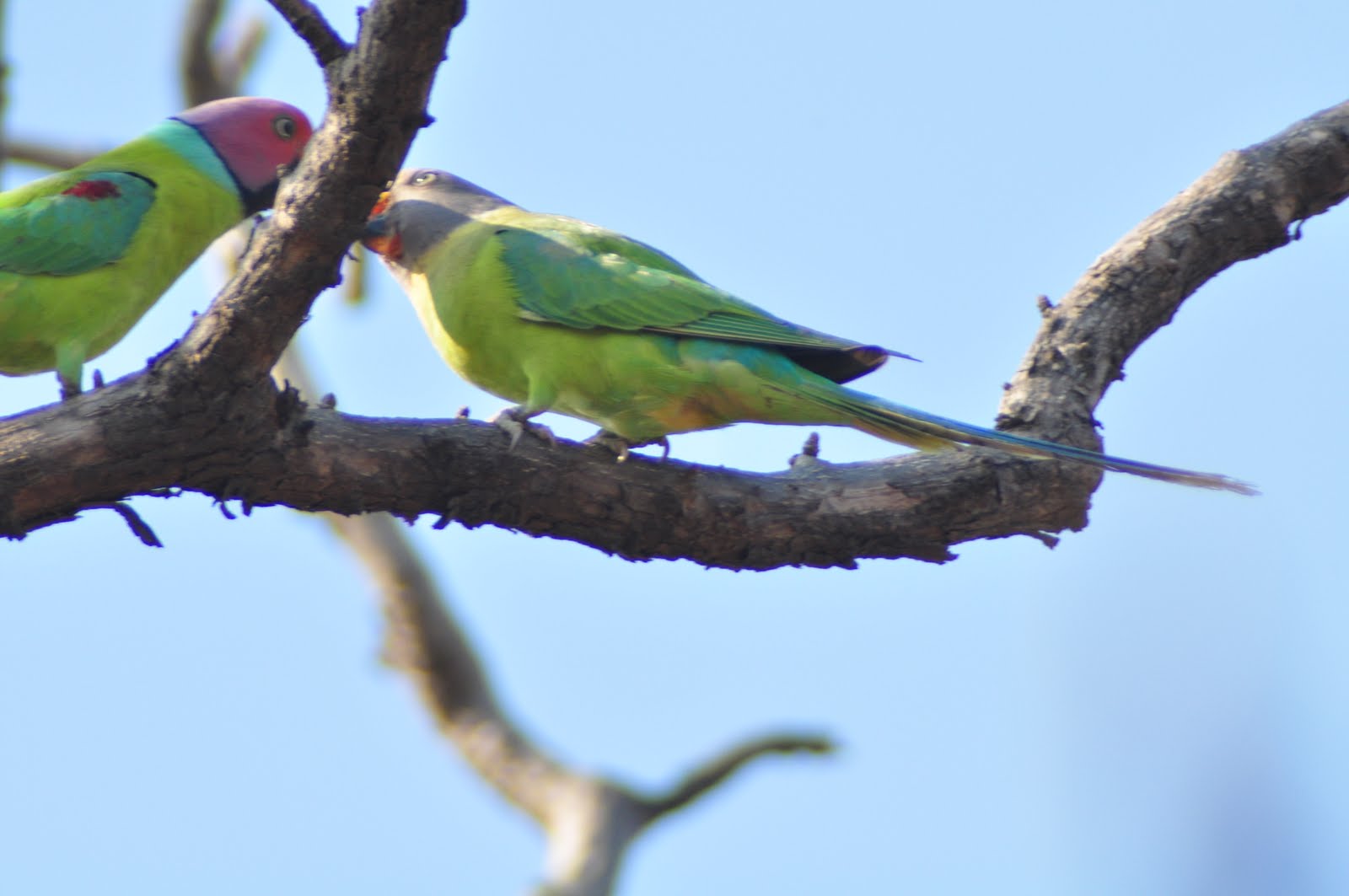 BIRD WALKING: Bird driving in Gir forest!