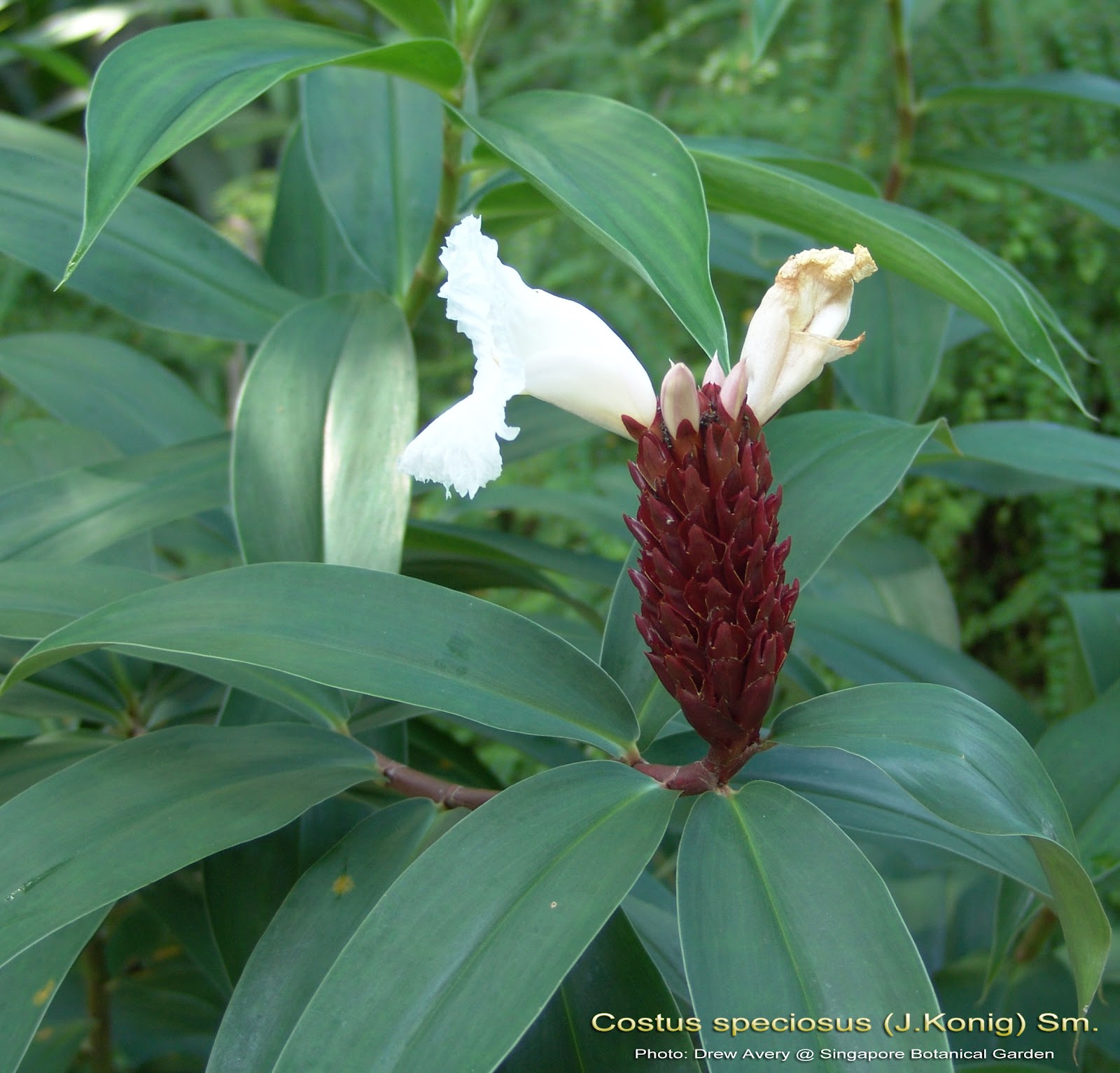 Medicinal Plants: Cheilocostus speciosus Costus speciosus Chengalva ...