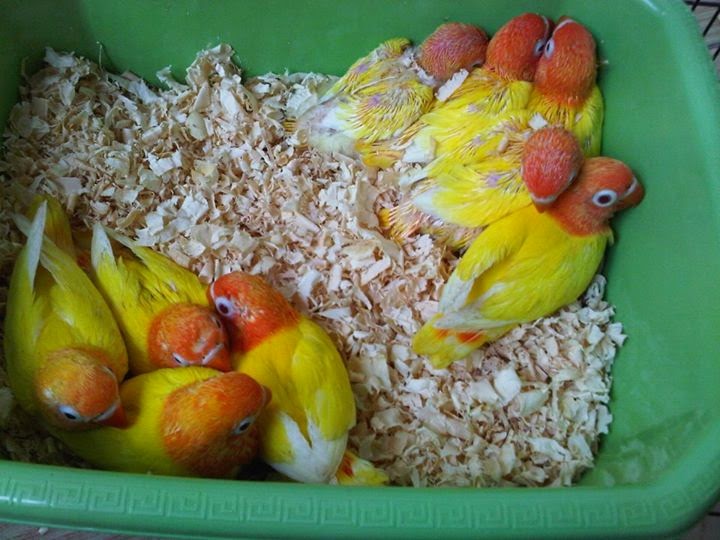 BnR Bird Farm: profil indukan burung lovebird