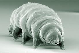 Amy Brown Science: Tardigrades - The Amazing Water Bear!