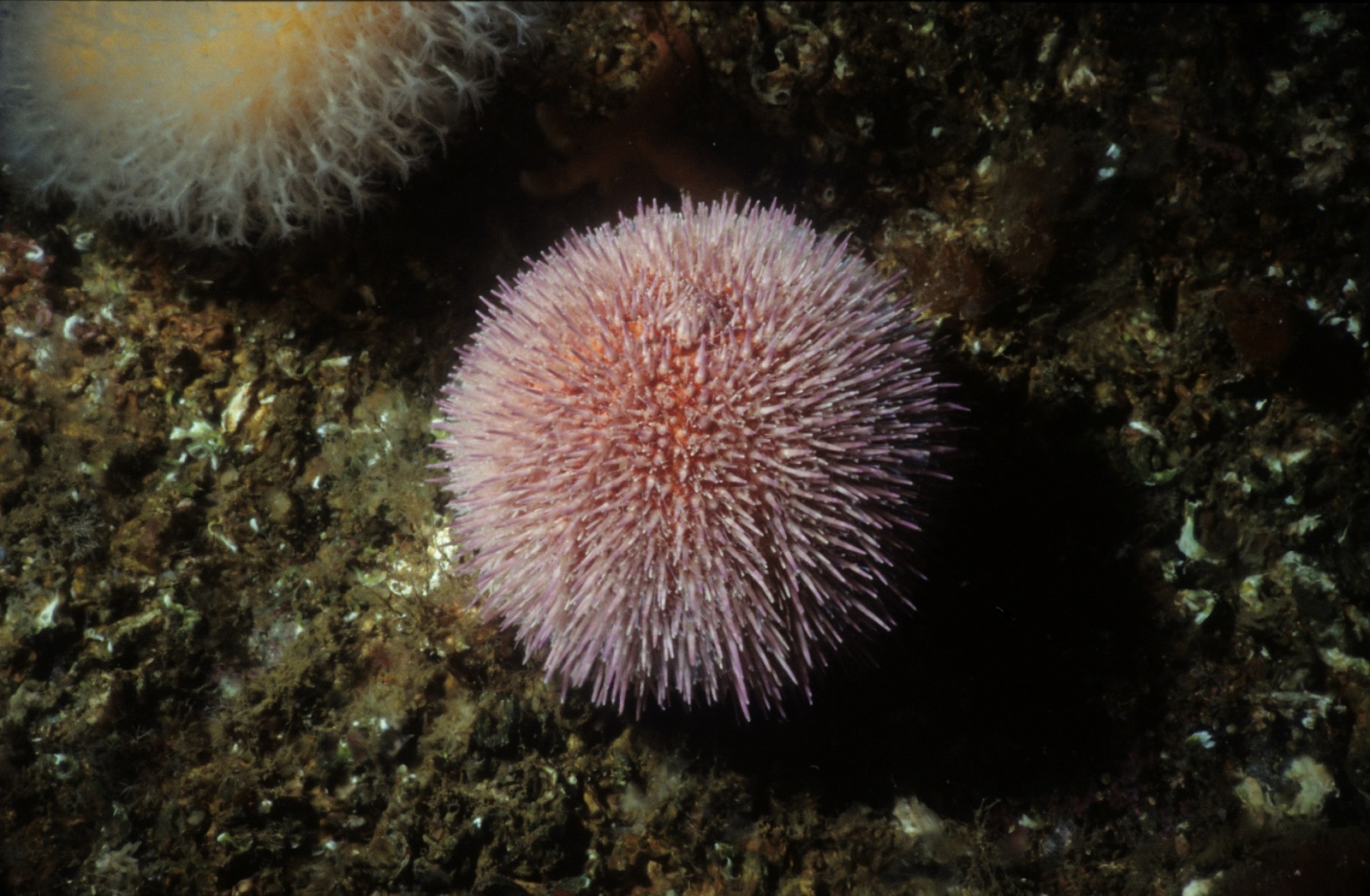 Real Monstrosities: Edible Sea Urchin