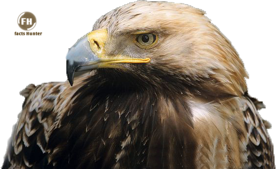 Bird's Lifestyle: Spanish Imperial Eagle - Spanish National Bird