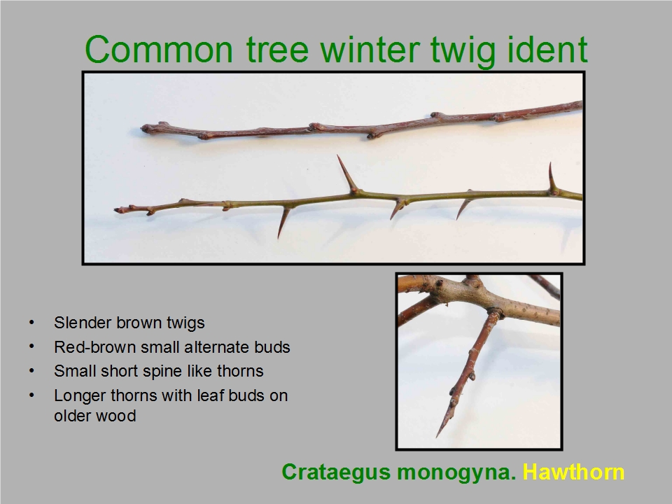 Woodland Management: A Guide: 2018