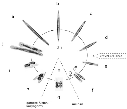 Knowledge Class Reproduction In Diatoms