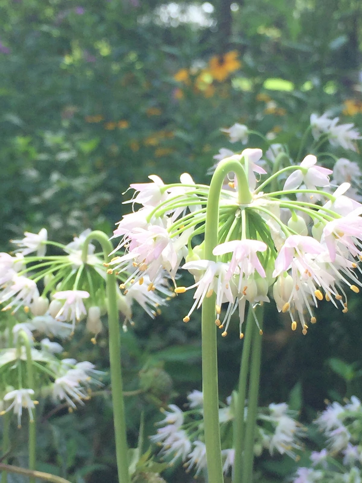 The Phytophactor: Friday Fabulous Flower - Nodding onion