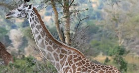 Zvířata na Savaně: Žirafa