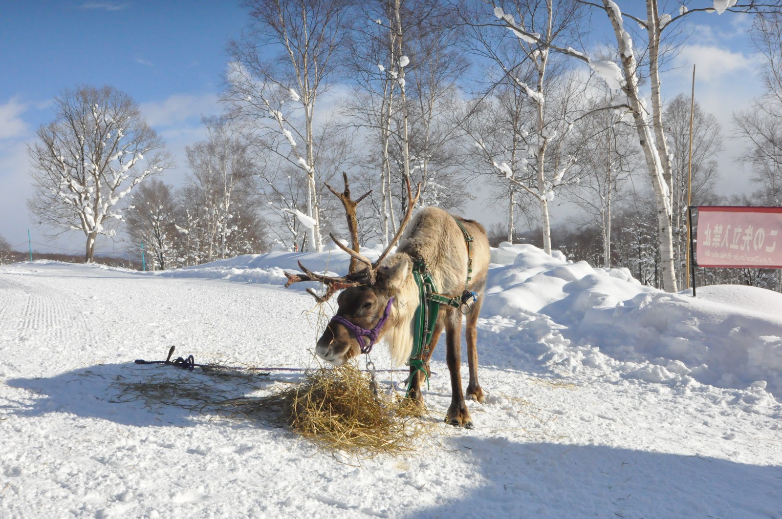 Athma Speaks: Exquisite Japan ! - PART I - Skiing in Hokkaido