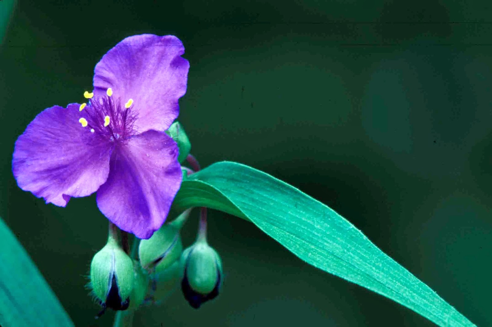 Kentucky Native Plant and Wildlife: Ohio Spiderwort (Tradescantia ohiensis)