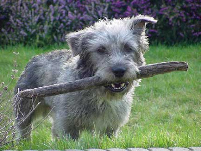 Terrier Dog Breeds Pictures and Information