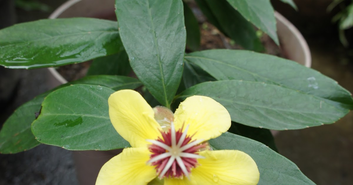 OUR PHILIPPINE TREES: Another Katmon in Flower