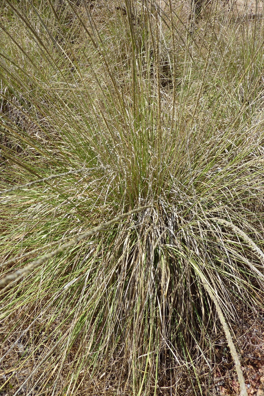 BE-ing Rooted: a Practice in Essential Living: Grasses, Sedges and ...