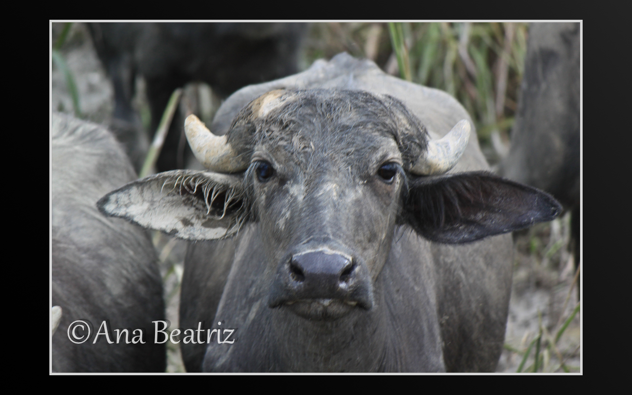 Aventura fotográfica: Búfalos