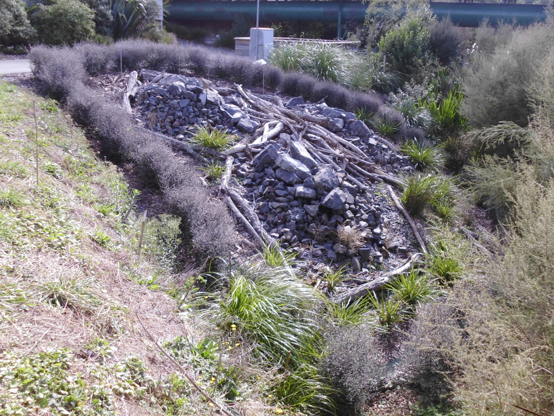 Mangaiti Gully Restoration Group: Tips on restoring Hamilton gullies