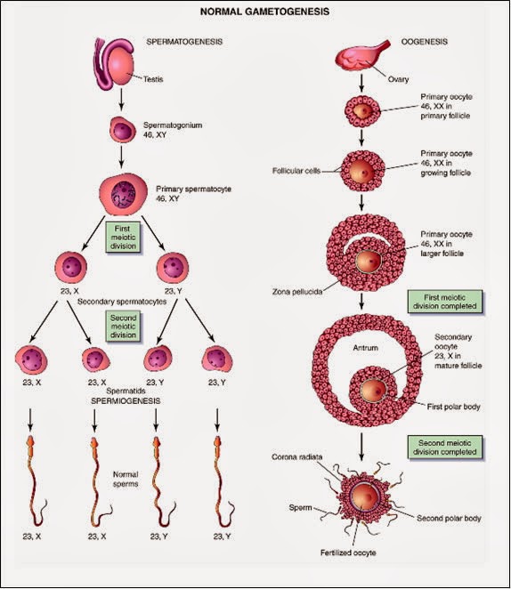 Aluno. Ciências Biológicas: Gametogênese