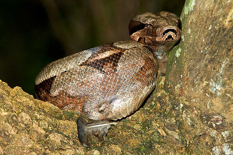 Photo in Natura | natureza transformando pessoas: Jiboia para o Almoço