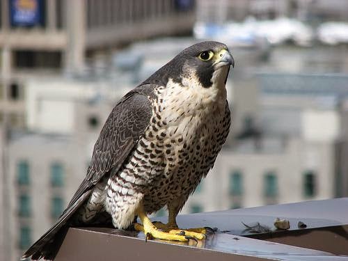 Sad Birds I am so Lonely I'm So Lonely...