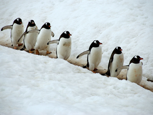 Writer's Resource: 9 Penguins, a Math Writing Prompt