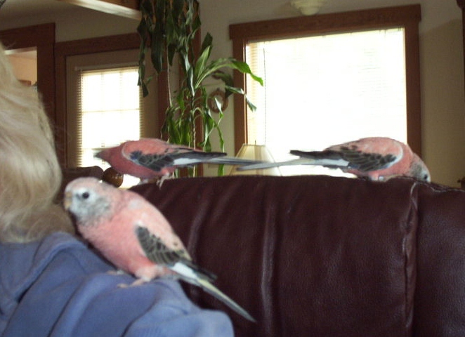 The Splendid Bourke Bird Blog: Portrait of Rosebud, female Rosy Bourke ...
