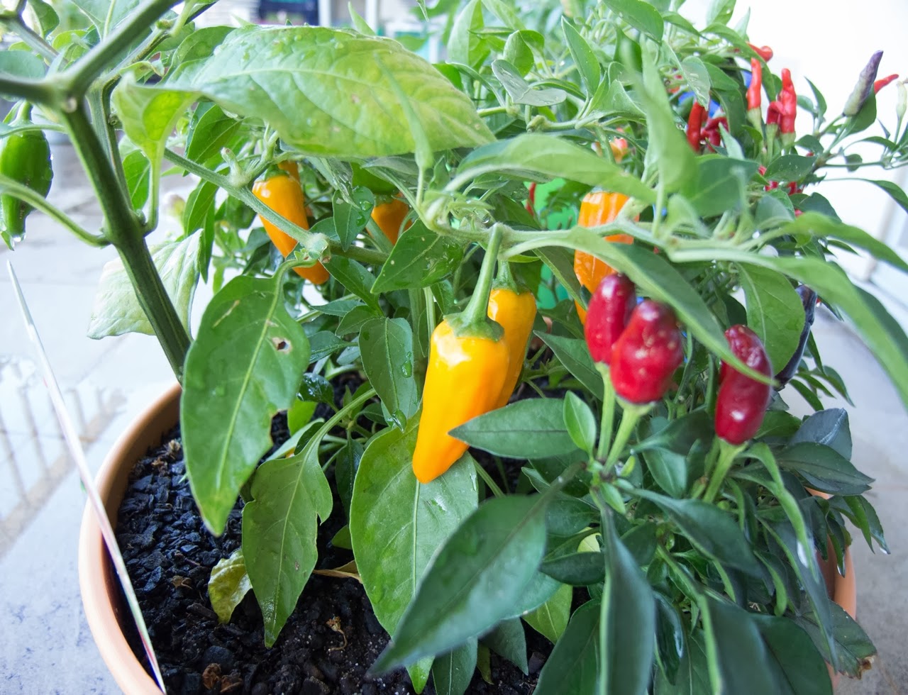 Farmer Bear - A Balcony Gardener's Blog: January 2014